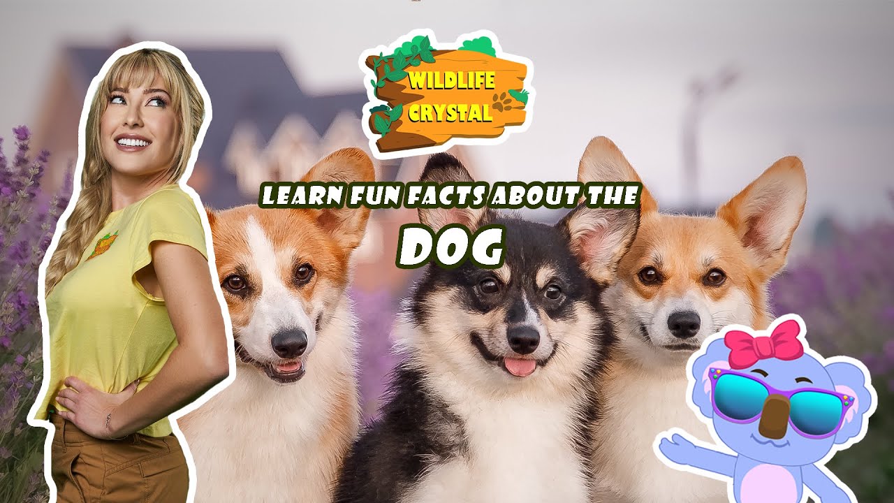 Dog Facts Youtube