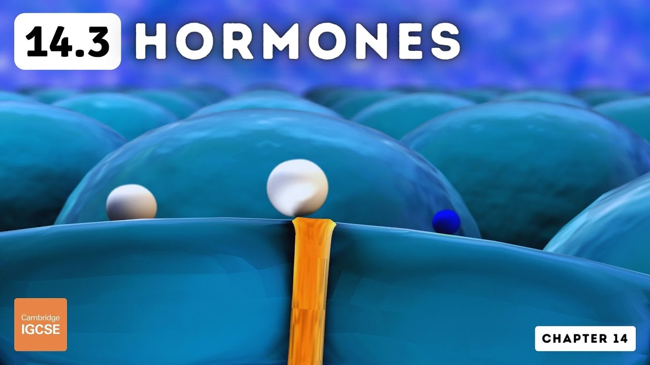 Igcse Biology Hormones 14 3 Youtube