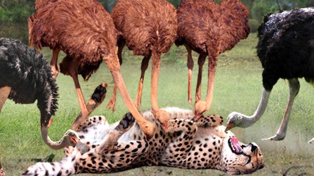 Unbelievable Ostrich Joins Forces To Attack Cheetah To Protect Their