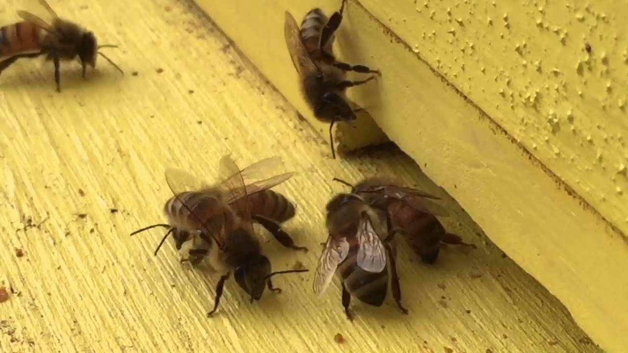 Queen Bees Fighting