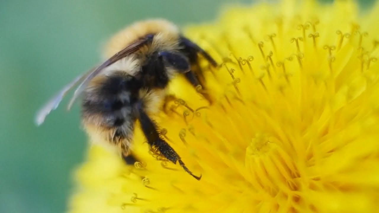 Bee Attacks On The Rise Experts Say Youtube