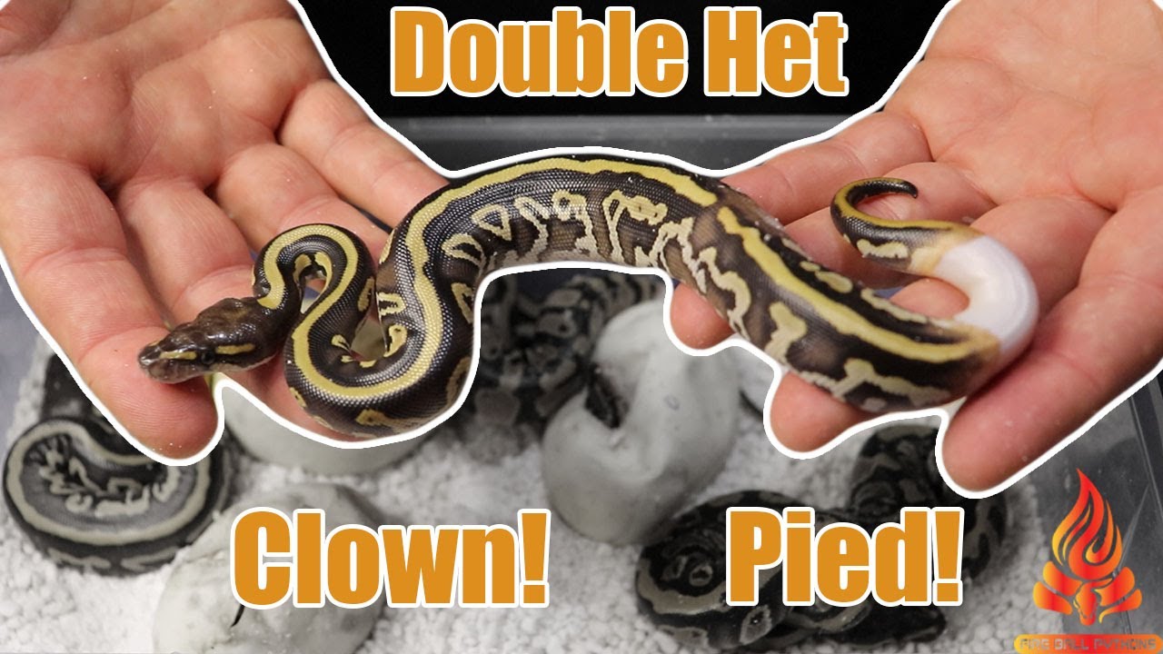 Clown Pied Ingredients Ballpython Eggcutting Snakes Youtube