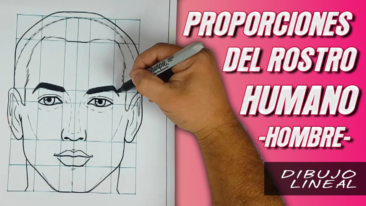 Dibujar Proporciones De Rostro Humano