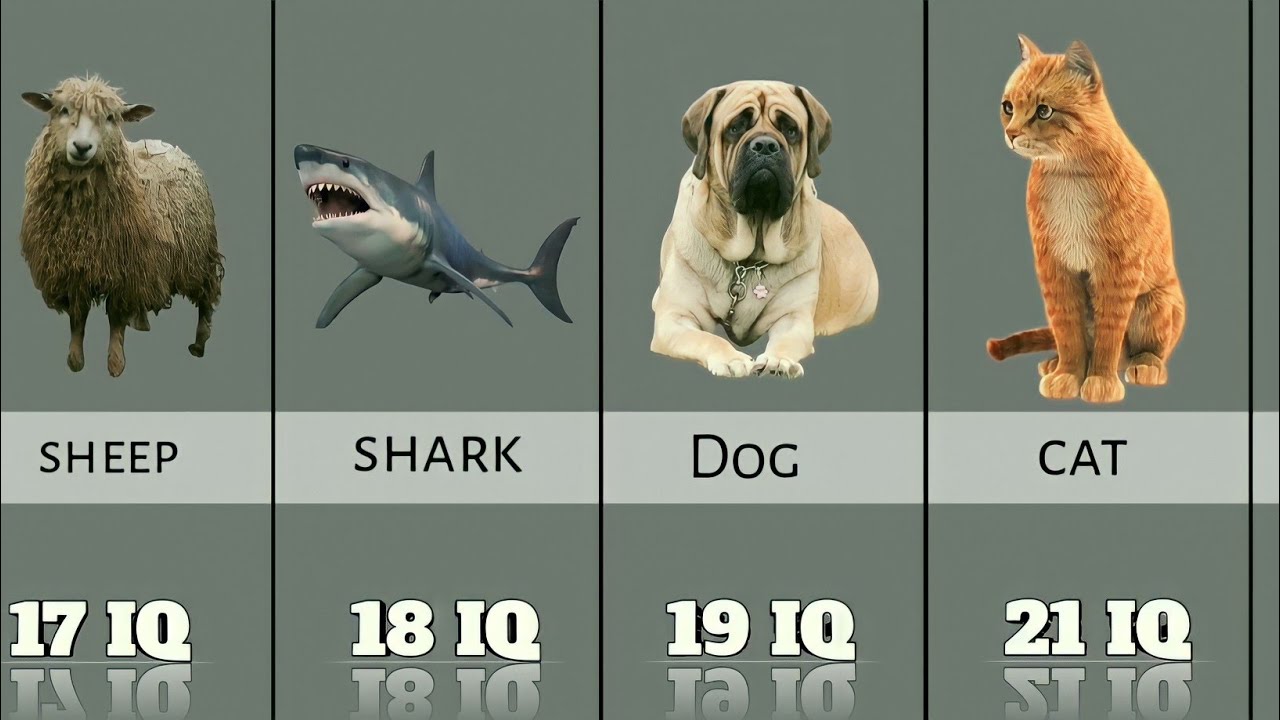 Iq Of Animals Youtube