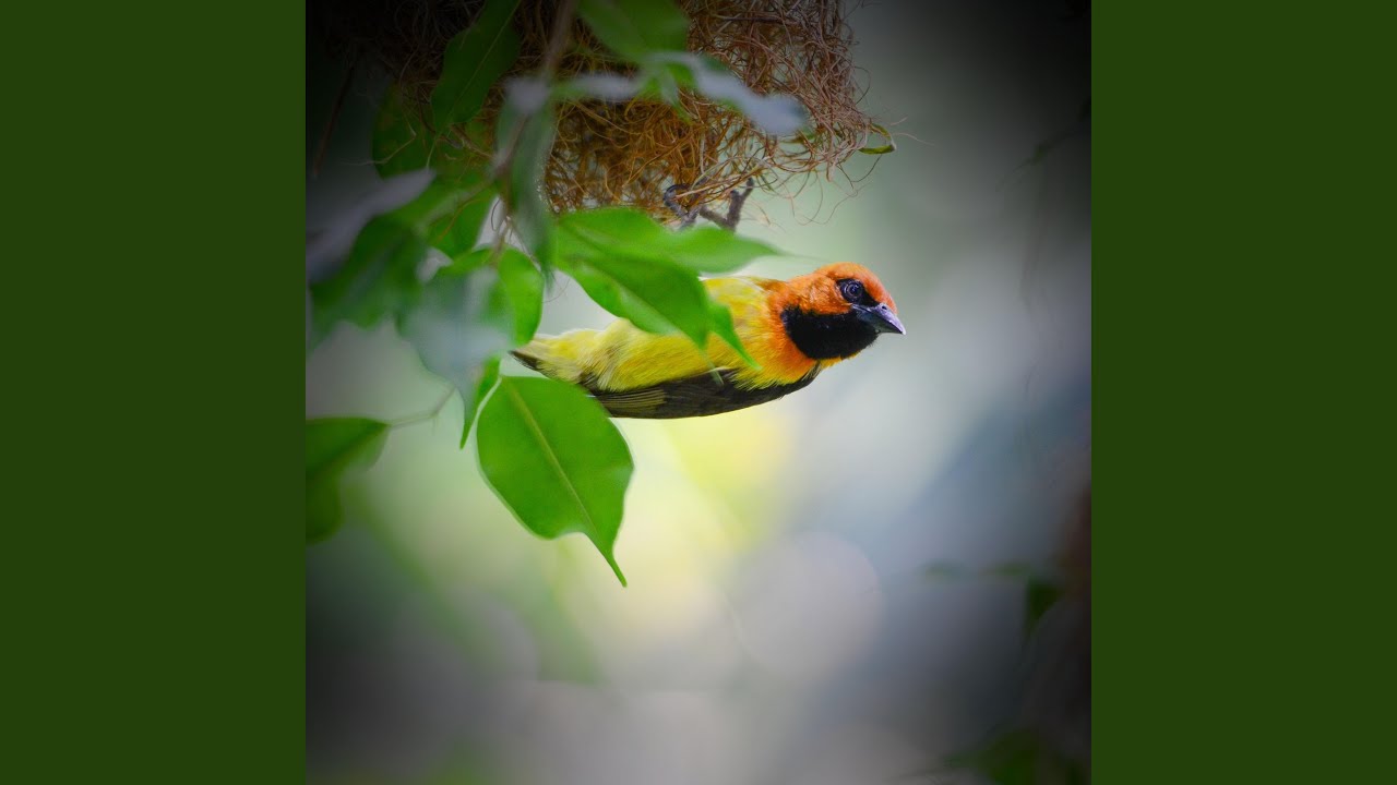 River And Birds In Forest Sounds For Better Sleep And Relaxation