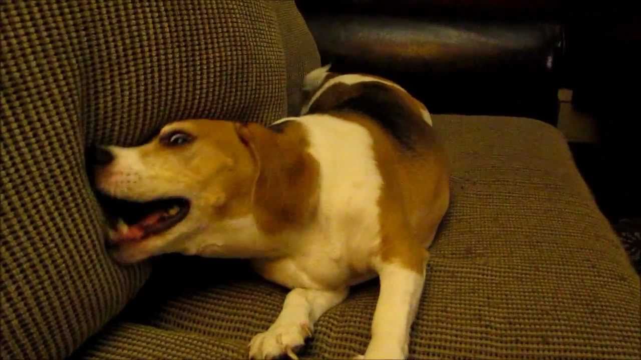 Funny Beagle Youtube