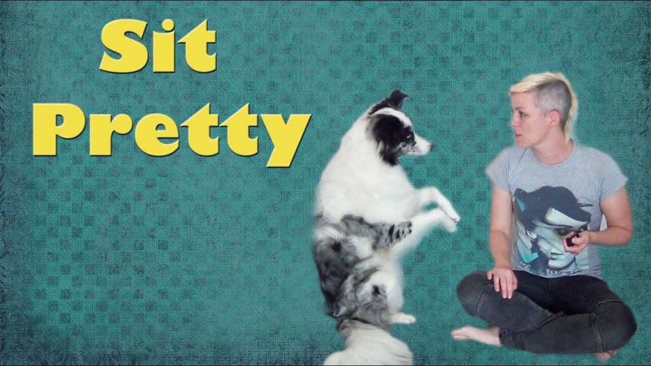 Teach Sit Pretty Youtube