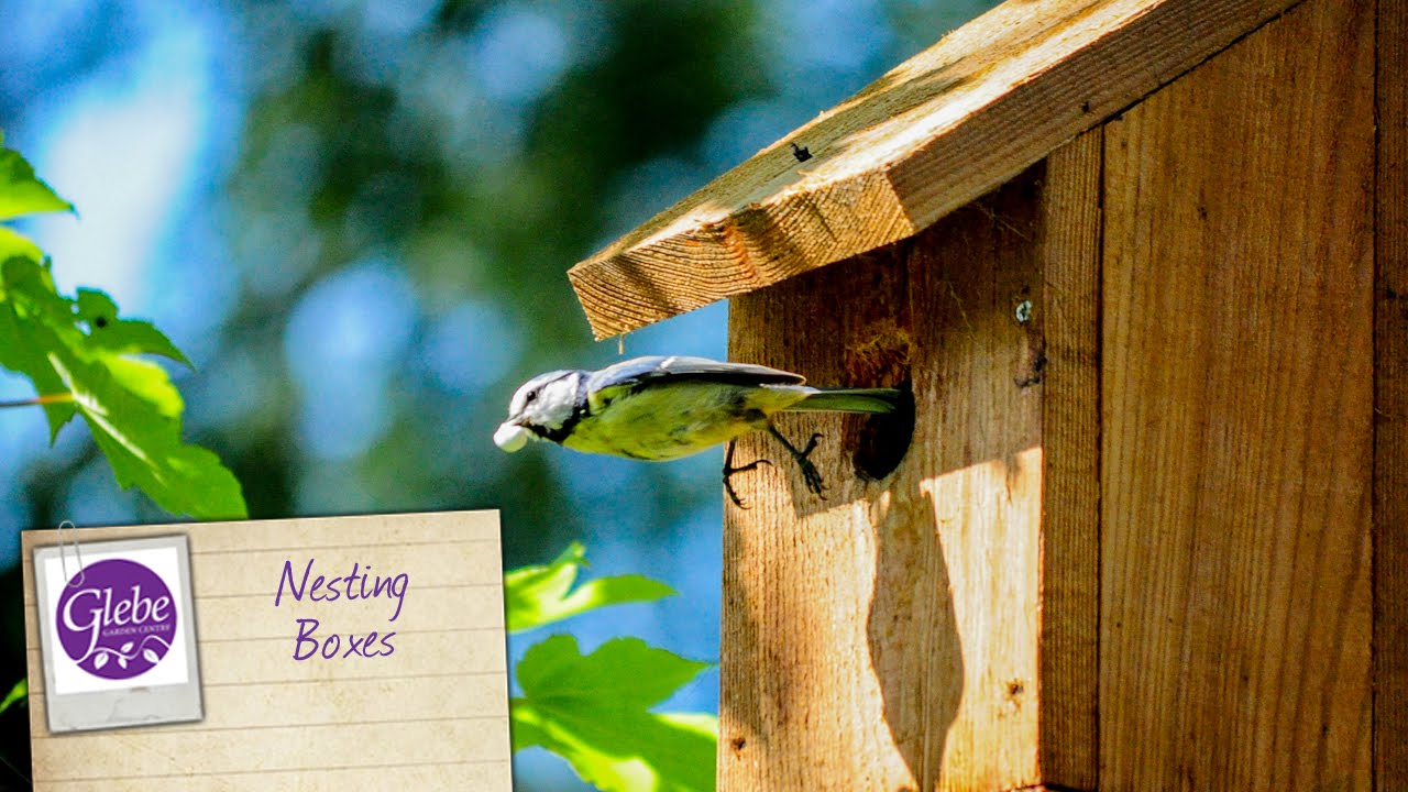 Everything You Need To Know About Bird Nesting Boxes Youtube