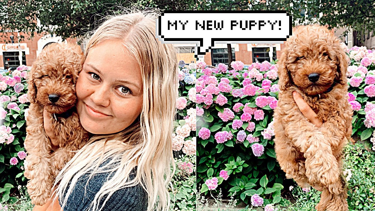 We Got A Puppy Goldendoodle Youtube