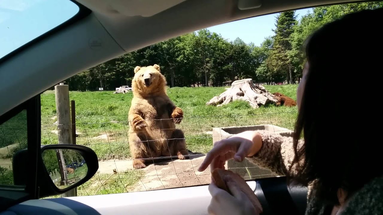 Awesome Catch By The Bear Youtube