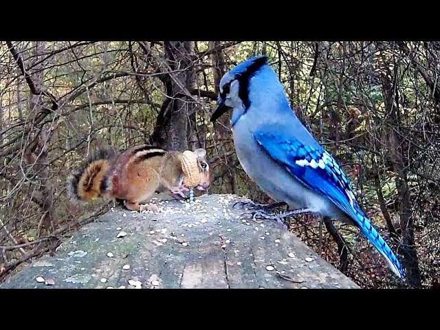 Blue Jay And Raccoon