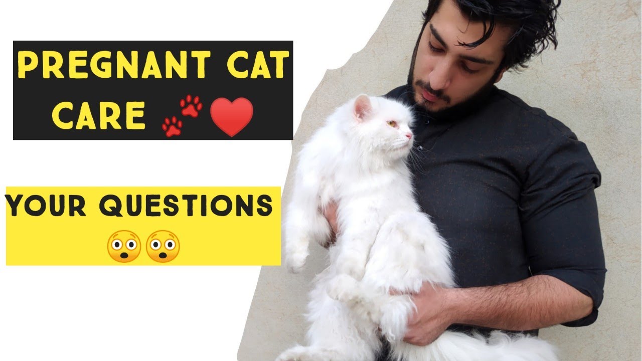 Pregnant Cat Care How To Take Care Of Pregnant Cat Tips For