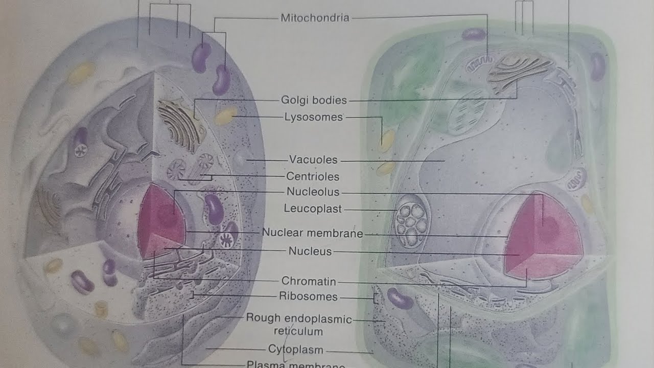 Cell Biology Youtube