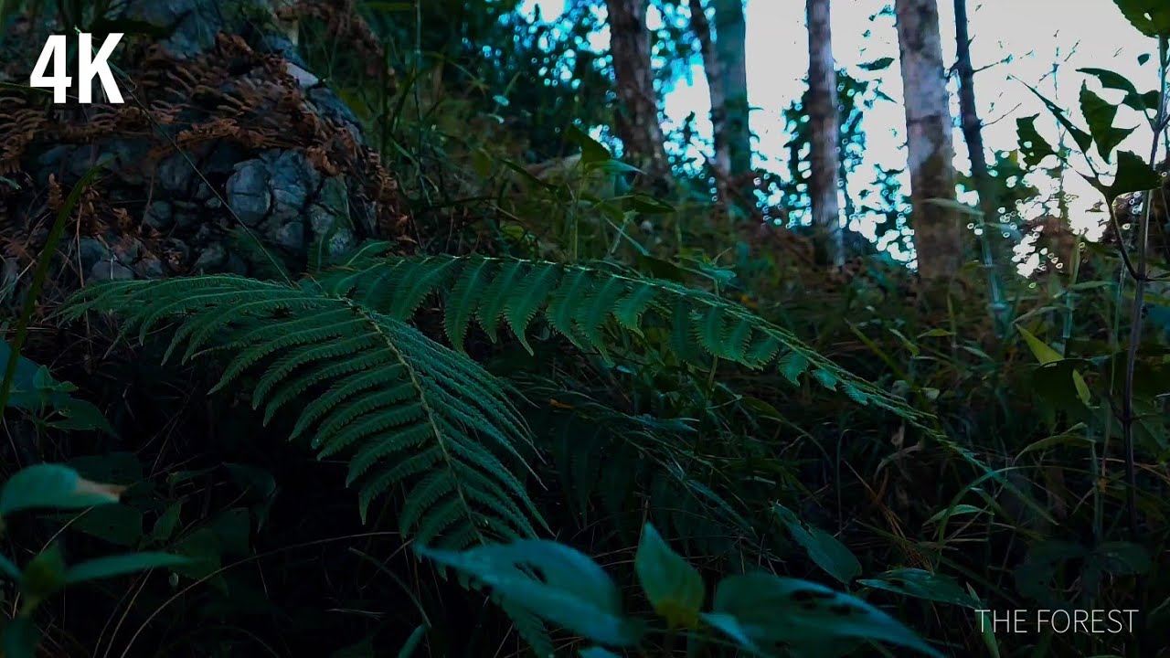 The Forest Video 4k Youtube