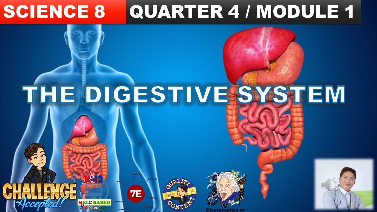The Digestive System Grade 8 Science Quarter 4 Module 1 Parts And
