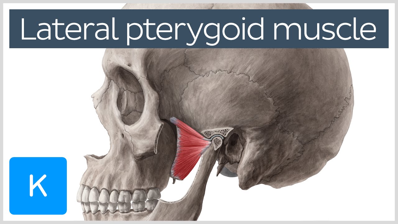 Function Of The Lateral Pterygoid Muscle Human Anatomy Kenhub Youtube