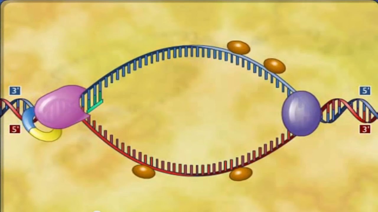 Dna Replication Animation 12 Youtube