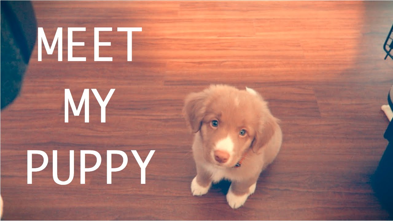 Meet My Puppy Youtube