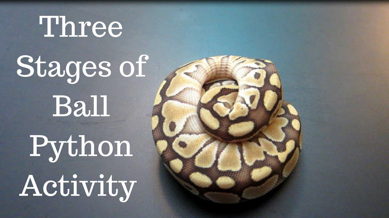 The Three Stages Of Ball Python Activity Benjamin S Exotics Youtube