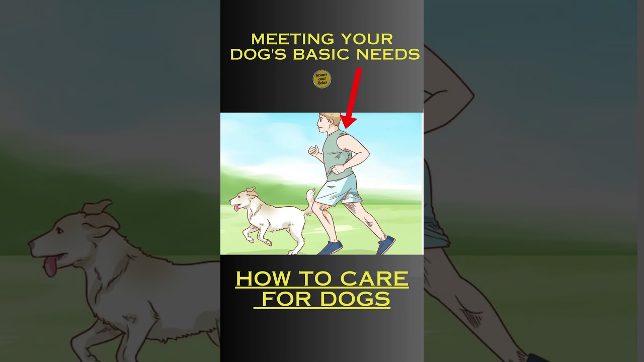 How To Care For Dogs Meeting Your Dog S Basic Needs 4 Happydoglife