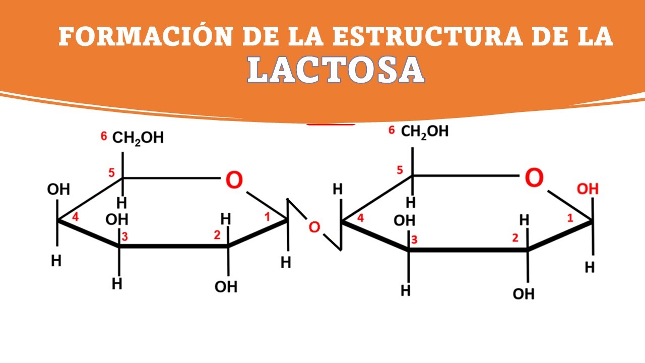 Bioquímica Formación De La Estructura De La Lactosa Youtube