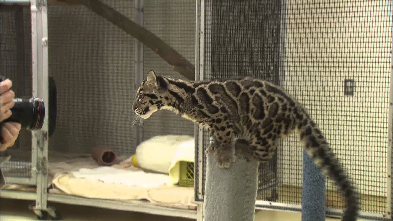 Cute Clouded Leopard Cubs Pounce And Play Youtube