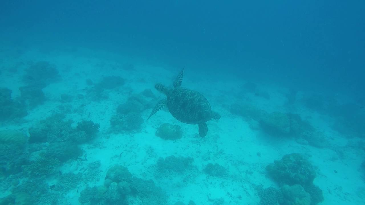 Turtle Youtube