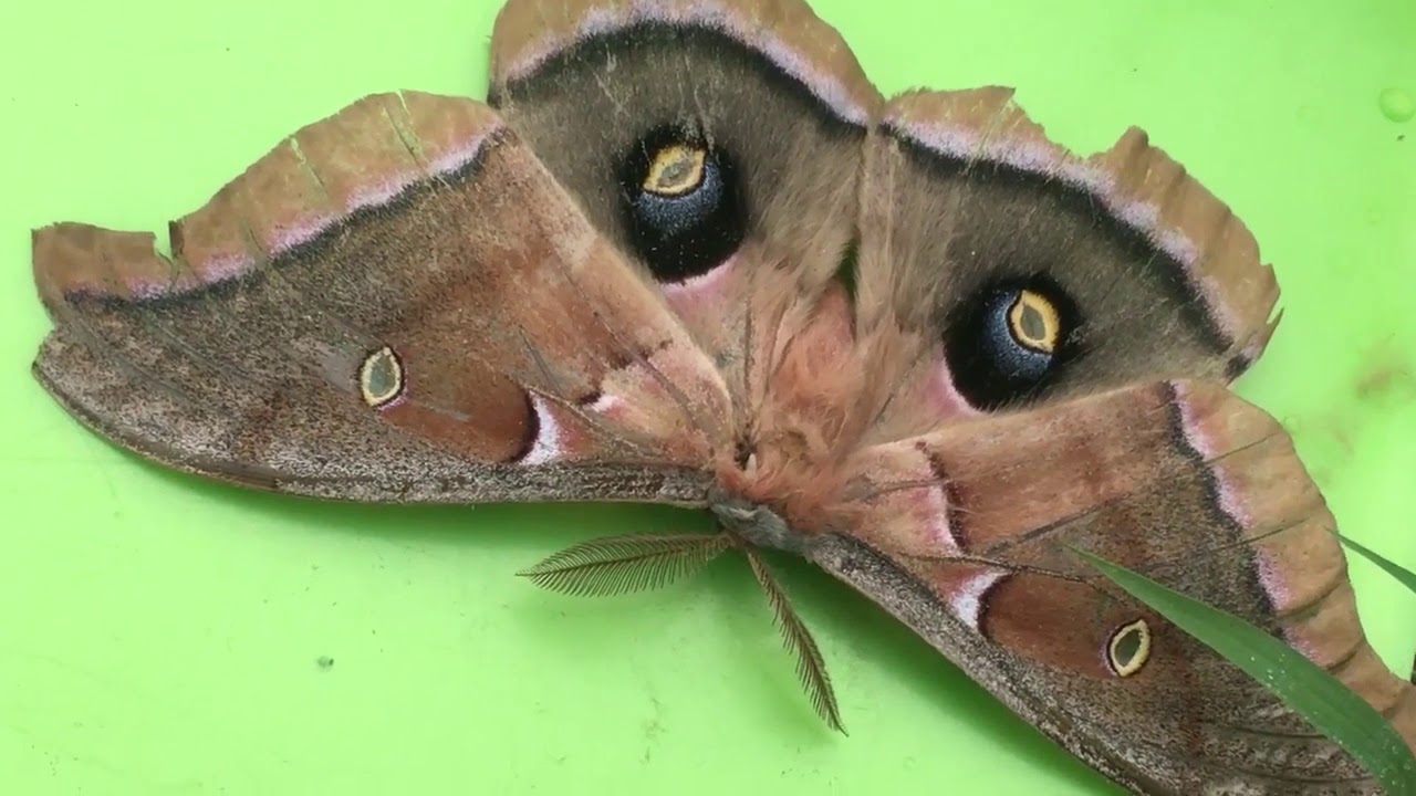 Polyphemus Moth
