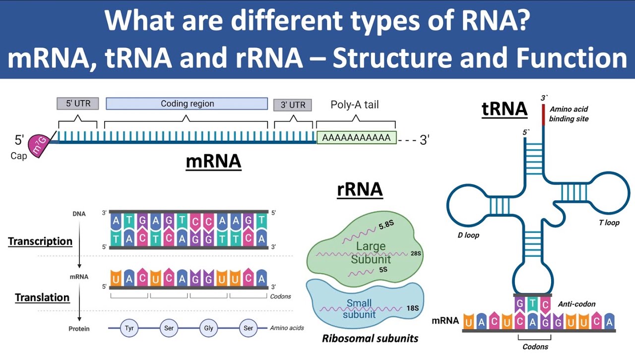 Mrna Trna And Rrna Structure And Function What Are Different Types