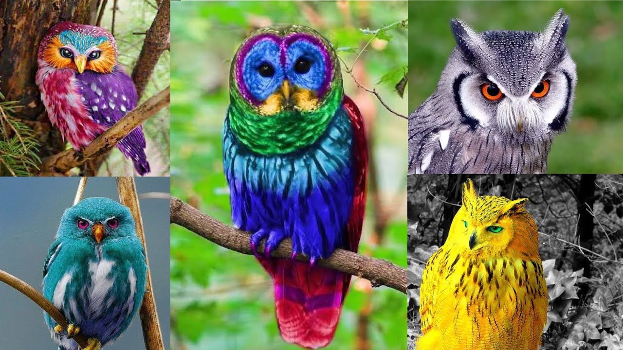 The Most Beautiful Owls In The World Beautiful Owl On Planet Earth