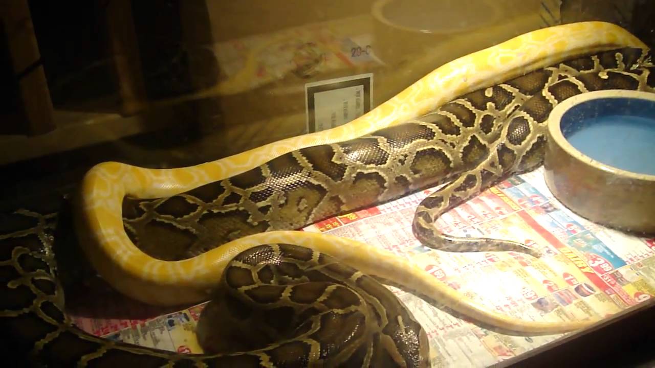 My Burmese Pythons Youtube