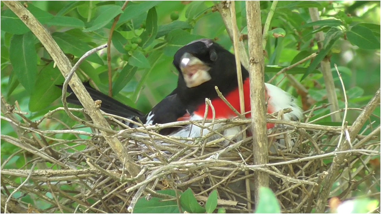 Rose Breasted Grosbeaks On Nest Youtube