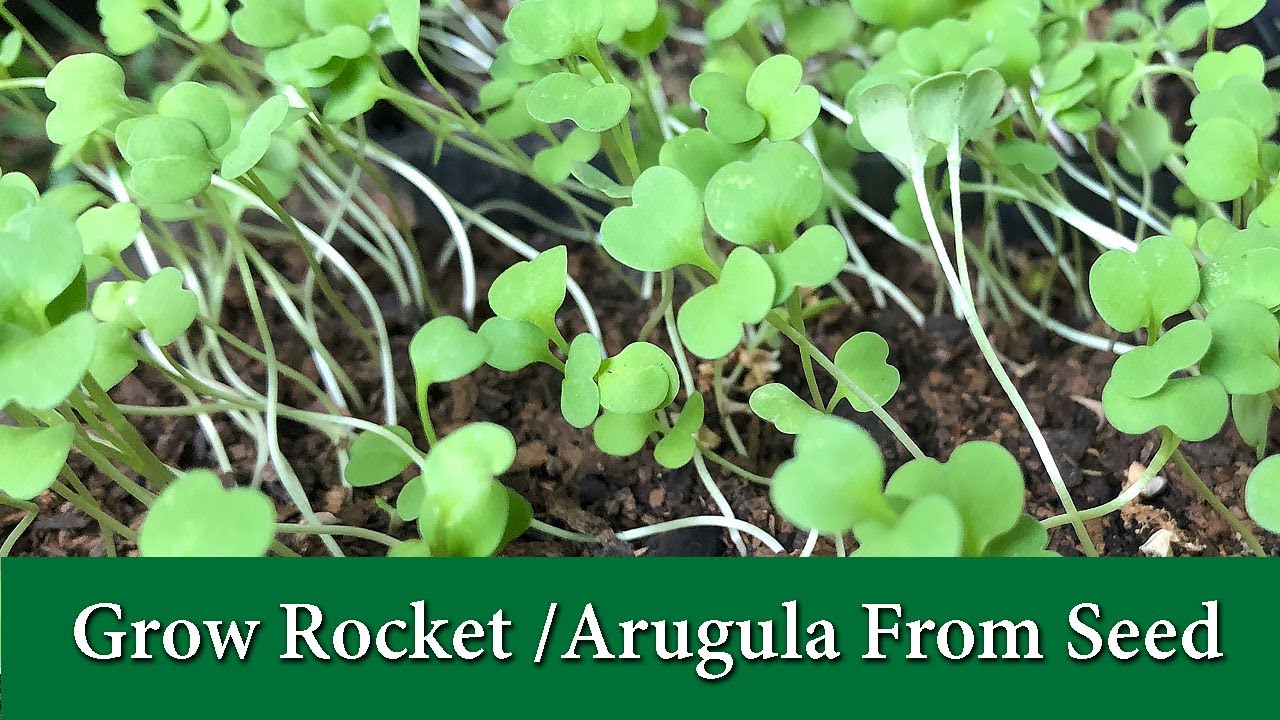 How To Grow Arugula Or Rocket From Seed Leafy Green And Microgreen