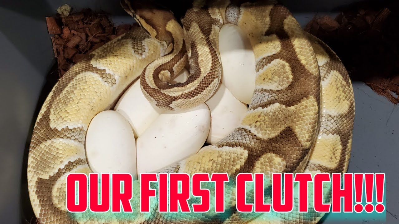 Our First Ball Python Clutch Is Here Youtube