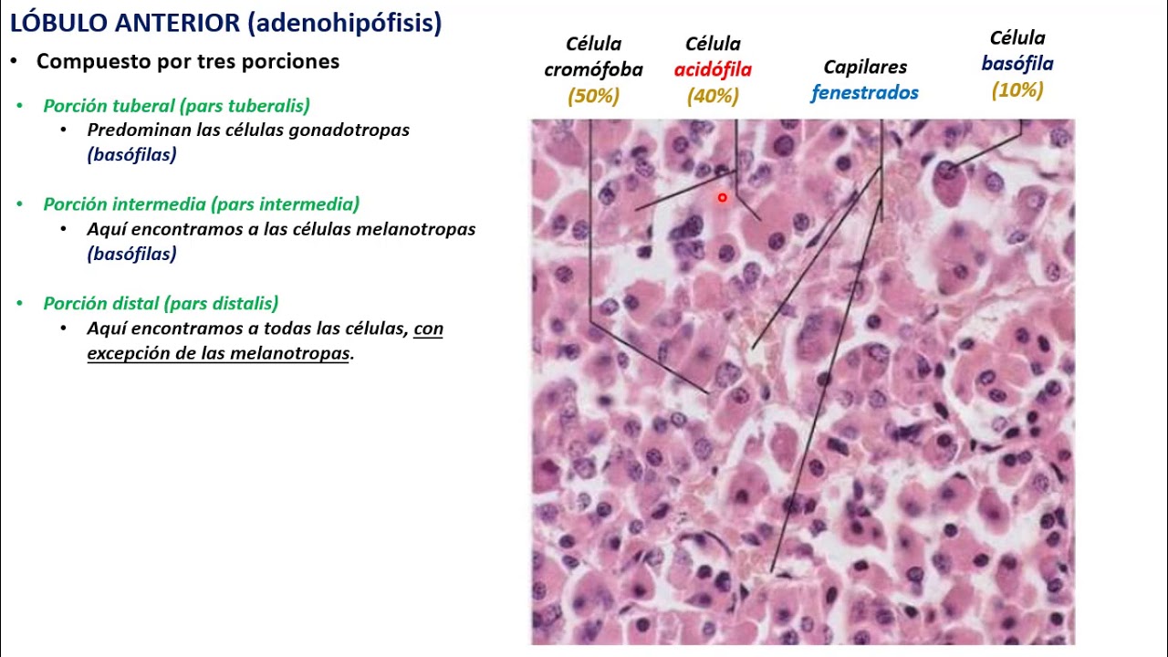 Histología De Hipófisis Glándula Pituitaria Parte 2 Youtube