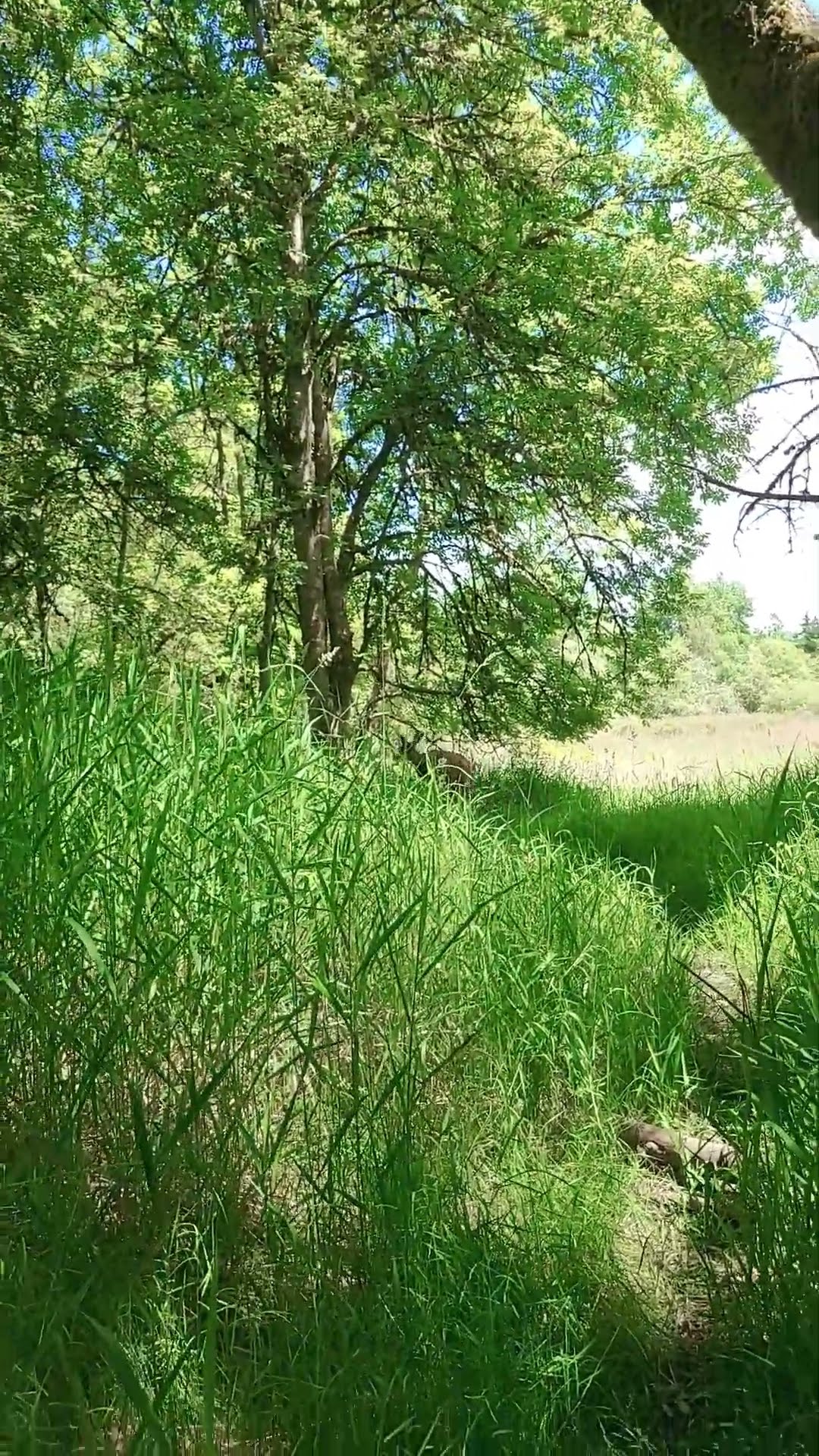 Deer Youtube