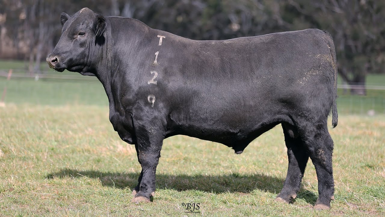 Lot 7 Bbb22t129 Circle8 2023 Youtube