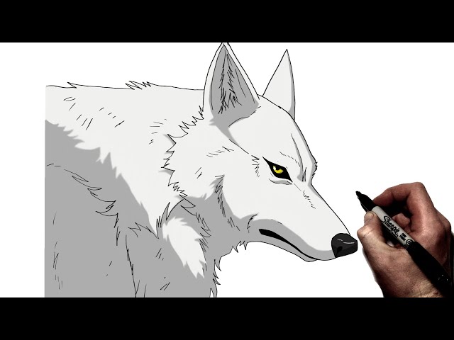 Wolf Face Drawing Anime