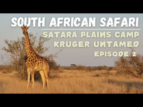 Kruger Untamed Satara Plains Camp Safari Adventure Episode 2 Youtube