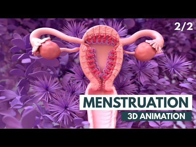 Funny Menstruation Animation Menstrual Cycle Funny Animated Cartoon
