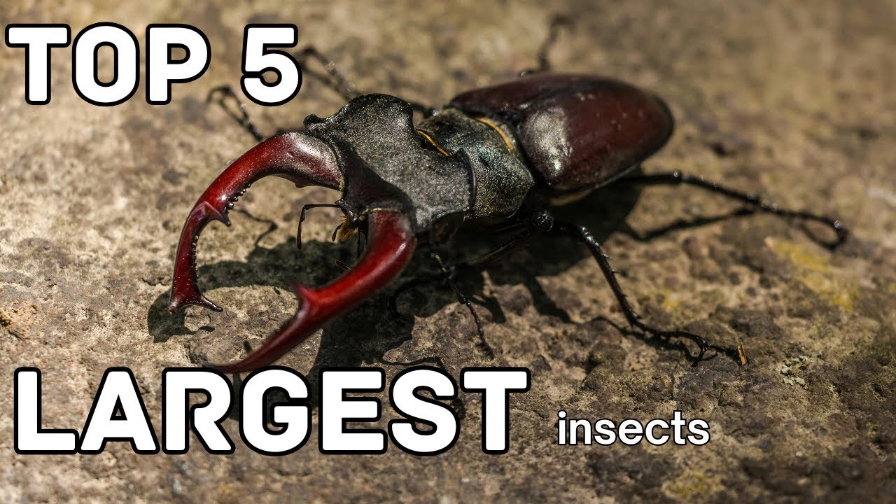 Top 5 Largest Insects In The World Youtube