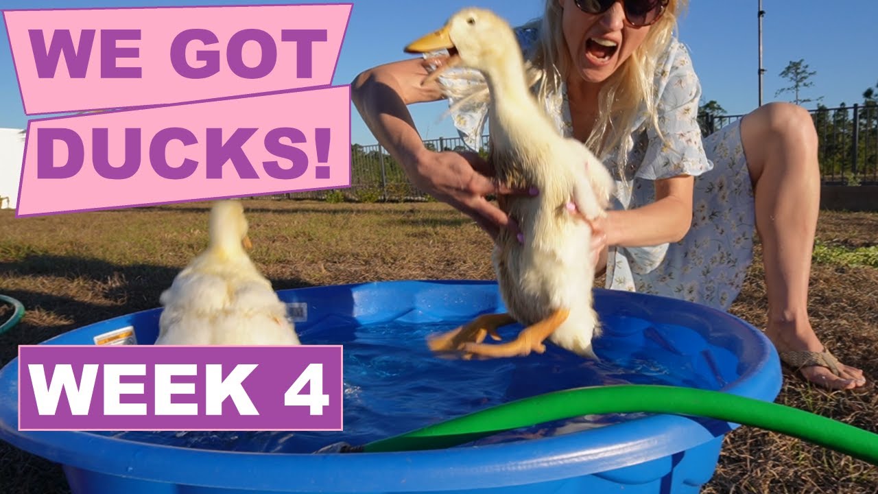 We Got Ducks Week 4 Youtube