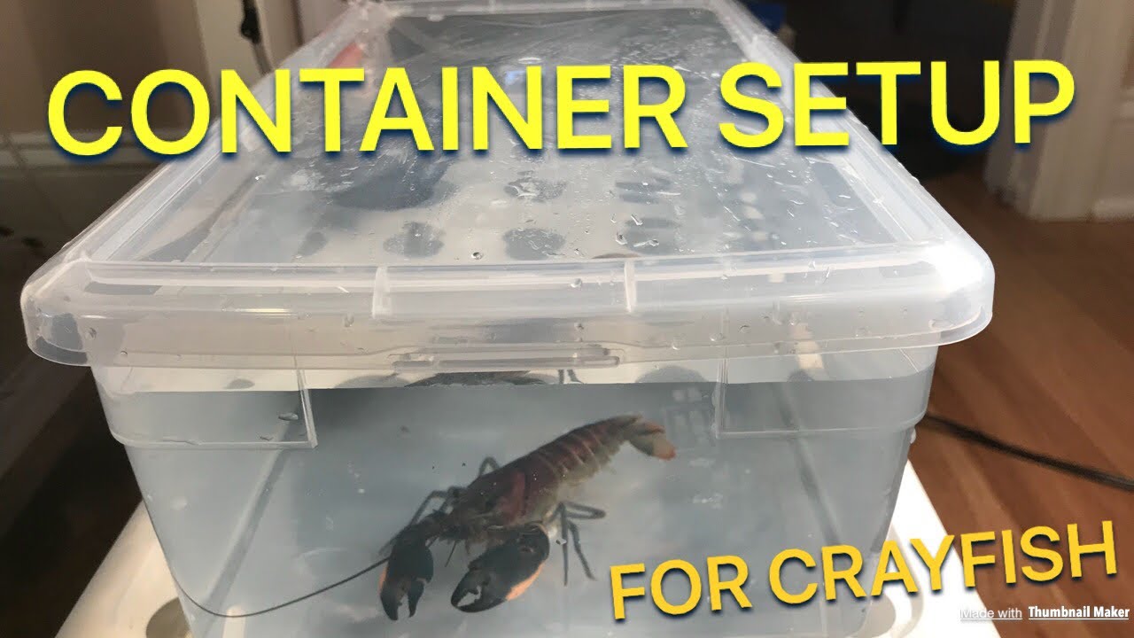 Create A Container Setup For Crayfish Tutorial Crayfish Setup How