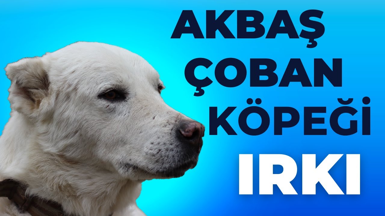 Akbaş çoban Köpeği Irk özellikleri Köpekçi̇ Youtube