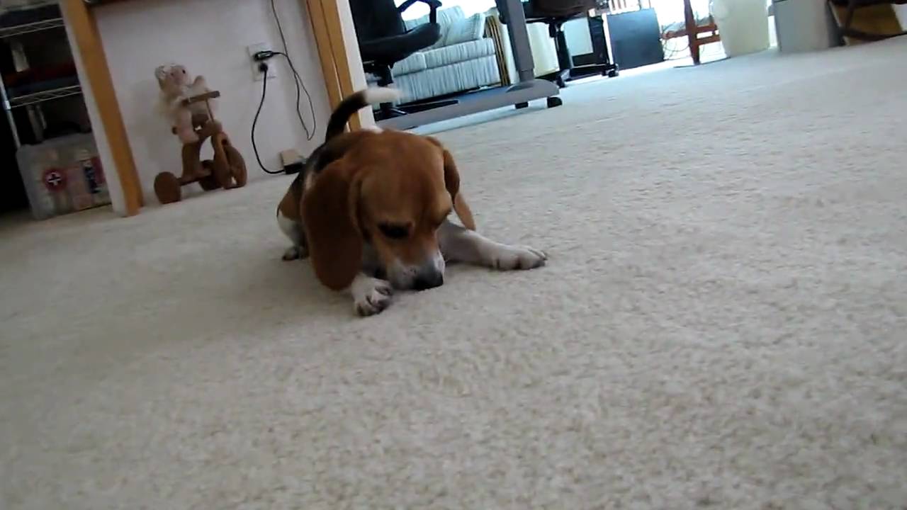 Cutest Beagle Ever Mini Beagle Youtube
