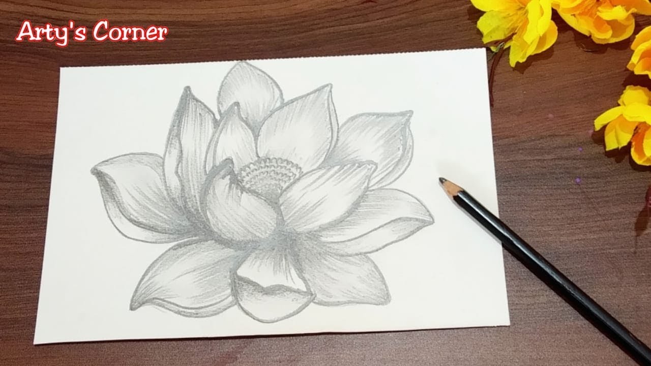 How To Shade A Lotus Flower Best Flower Site