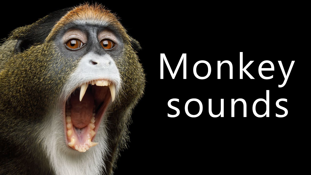 Monkey Sounds The Calls Of Greater Spot Nosed Guenons Youtube