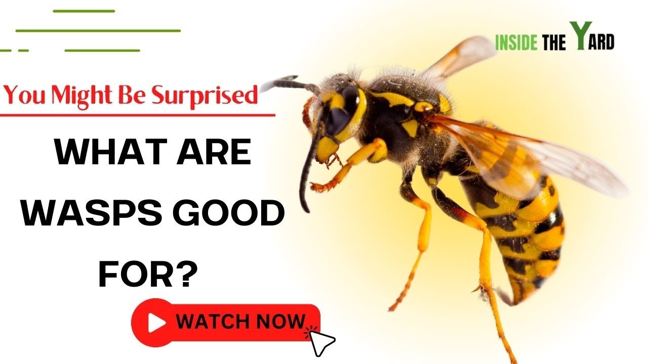What Are Wasps Good For Explained In Details Youtube