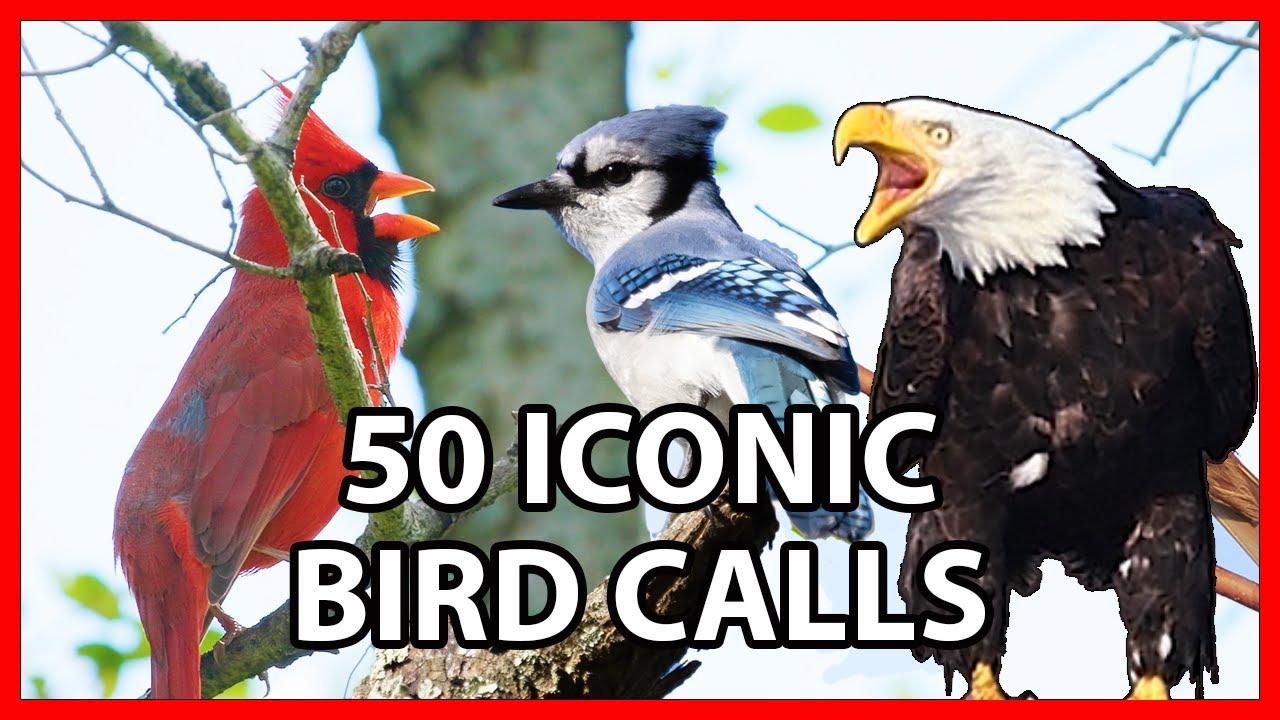 50 Iconic Bird Sounds Youtube