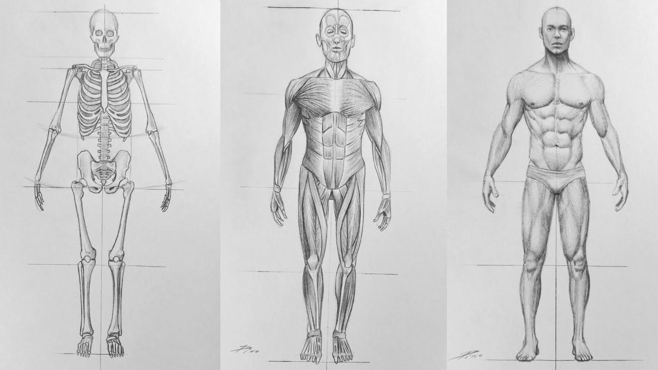 Cómo Dibujar La Anatomía Del Cuerpo Humano